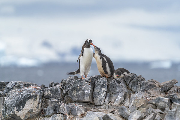 How to travel responsibly in Antarctica? How to travel responsibly in Antarctica?